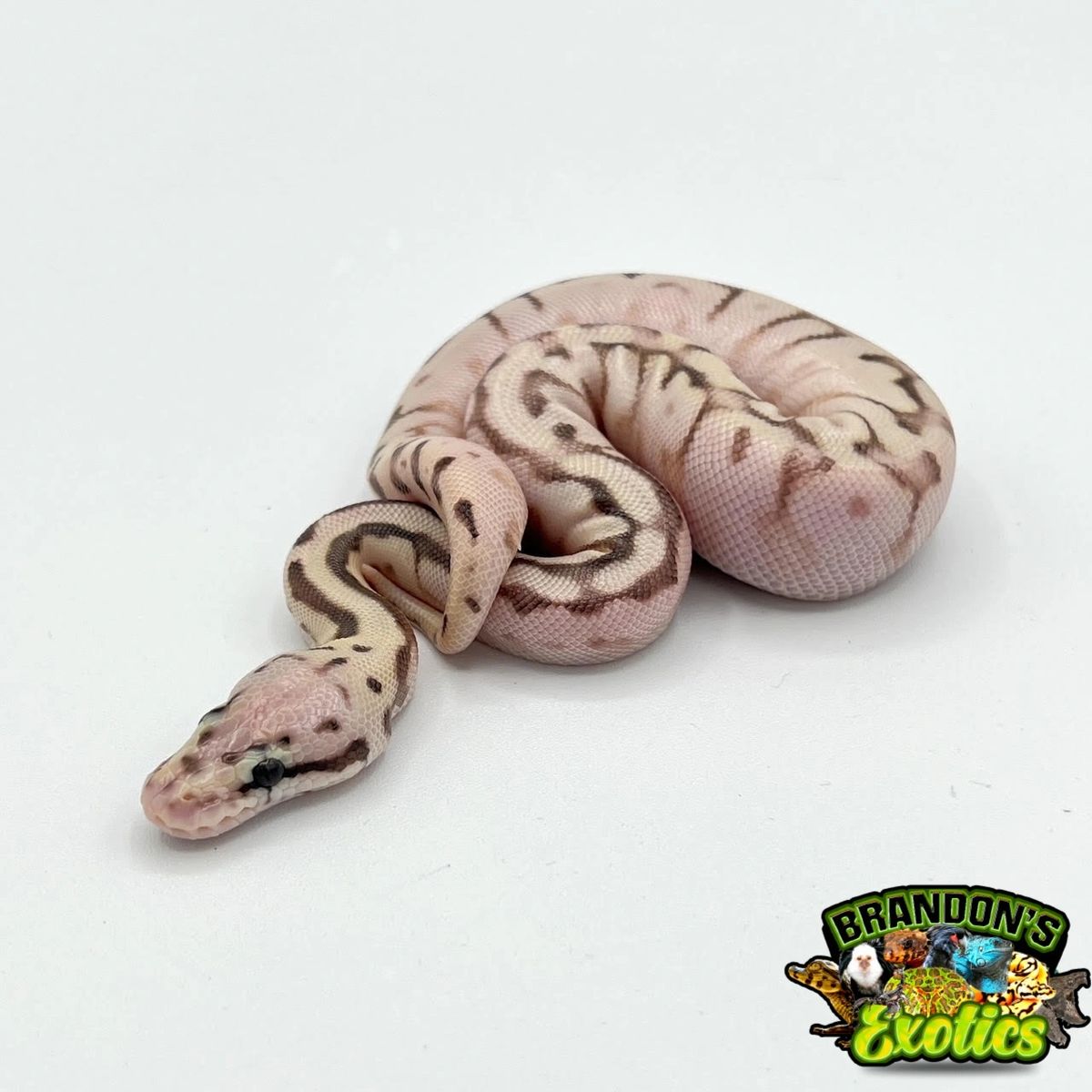 KILLERBEE CALICO BALL PYTHON
